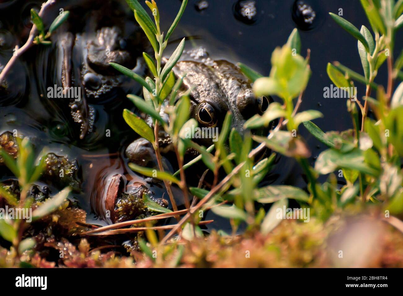 Sea frog, pond frog, in lurking position, Pelophylax ridibundus, Rana ...