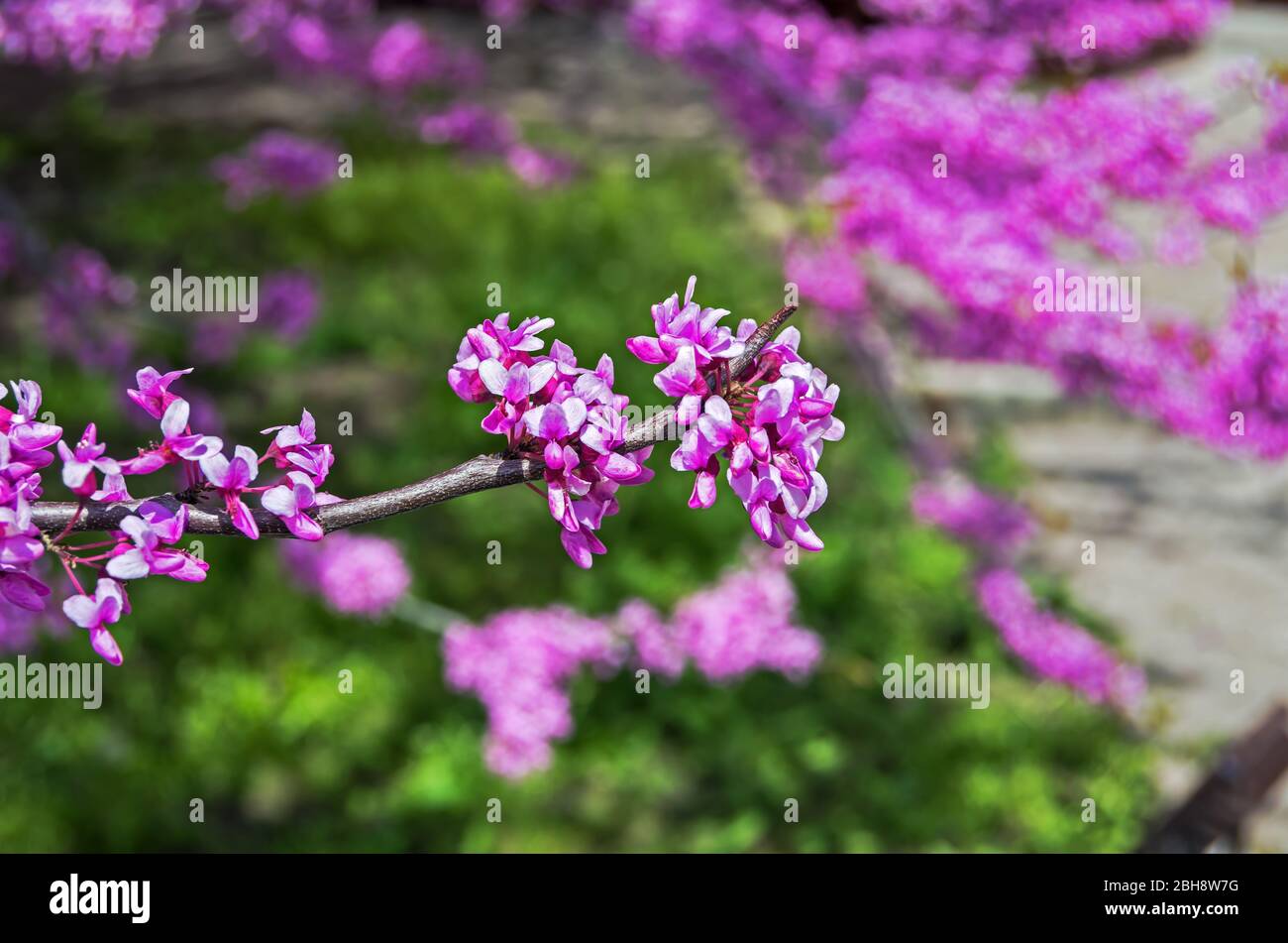 Flowering branch tree from Southern Europe and Western Asia which is ...