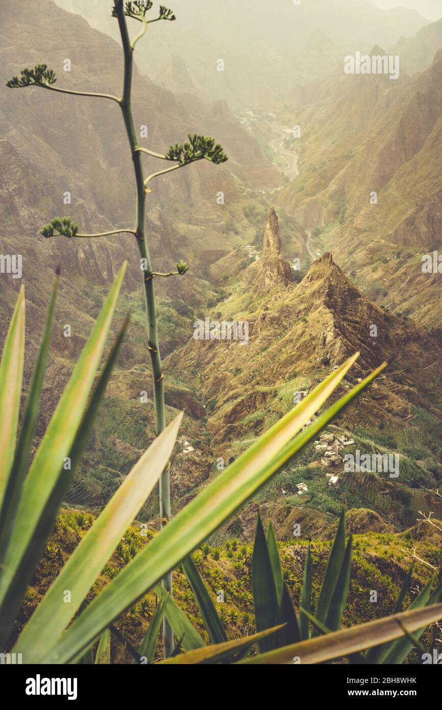 Agava hi-res stock photography and images - Alamy