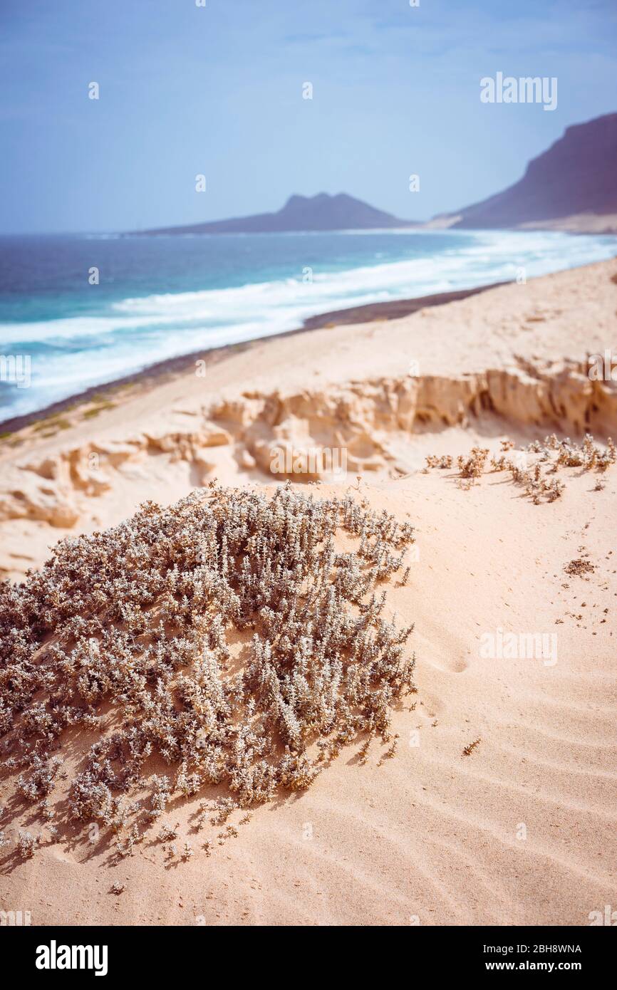 Stunning desolate landscape of sand dunes and desert plants in front of ...