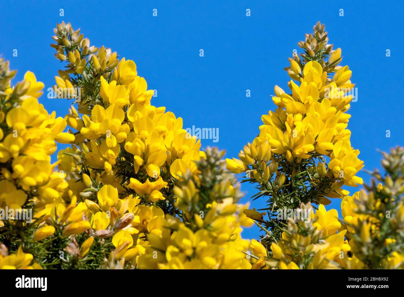 Yellow flowers in scotland hi-res stock photography and images - Alamy