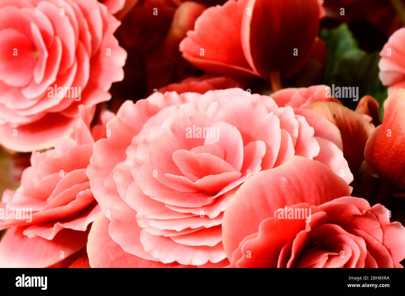 Flower background, pink begonias, symbol of love and desire for floral ...