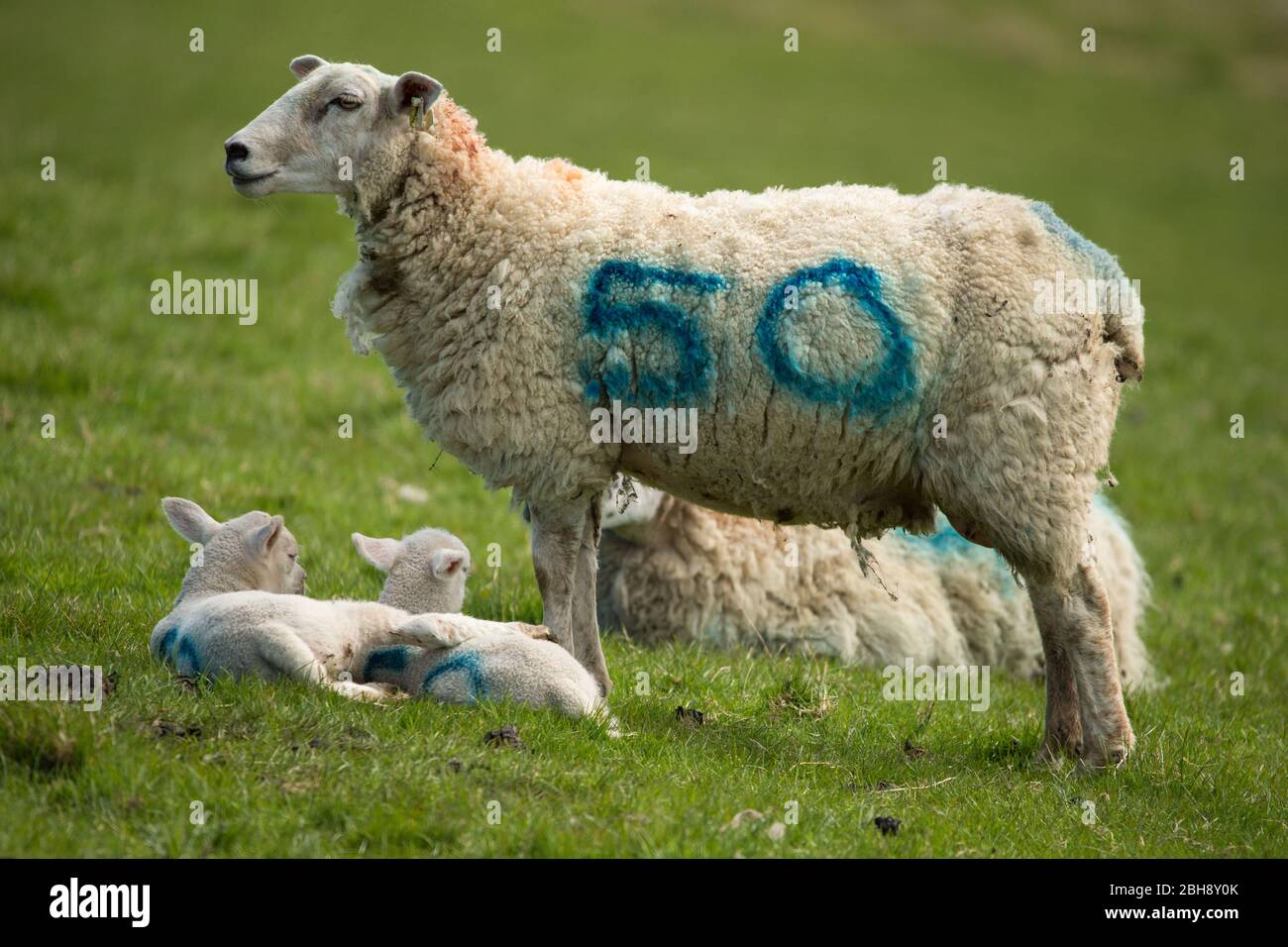 Numbers on the sheep hi-res stock photography and images - Alamy