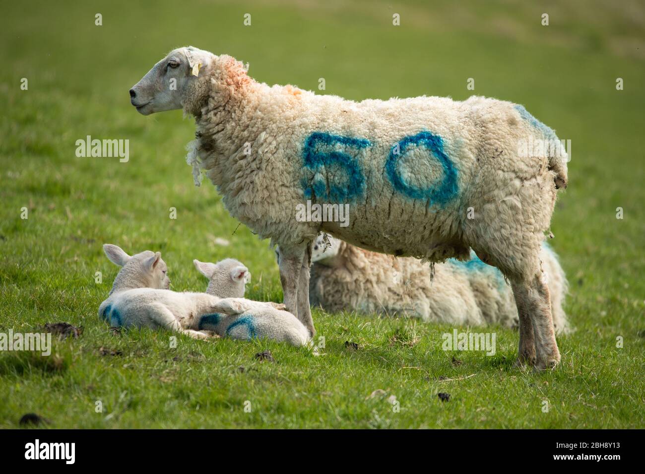 Numbers on the sheep hi-res stock photography and images - Alamy