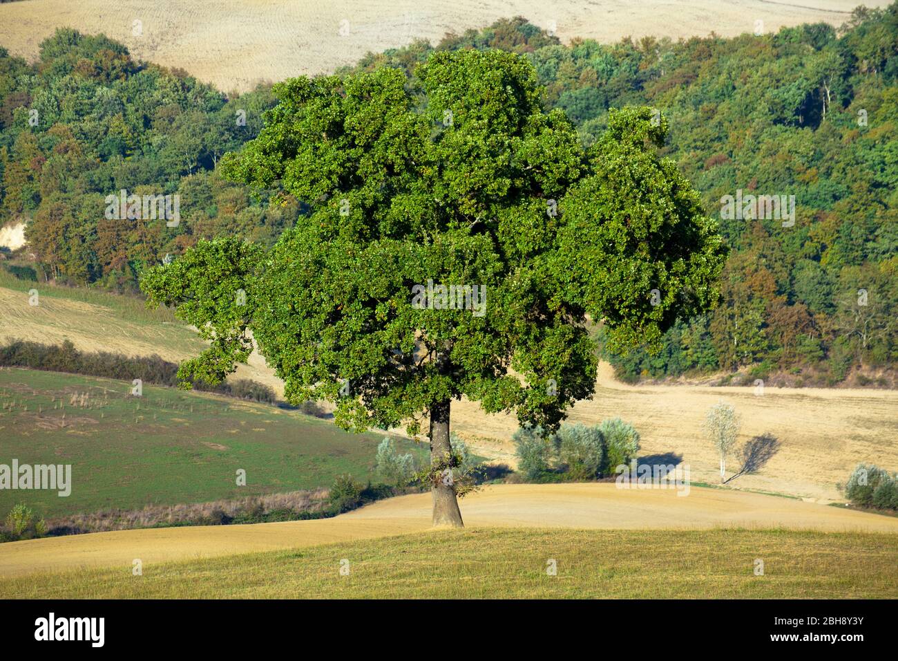 Only one single tree hi-res stock photography and images - Alamy