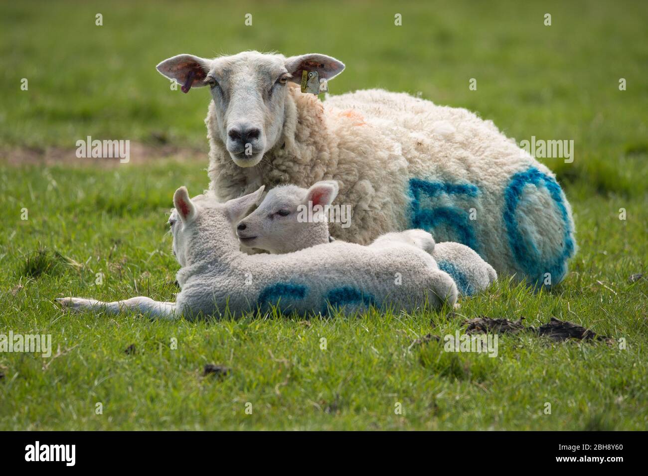 Numbers on the sheep hi-res stock photography and images - Alamy