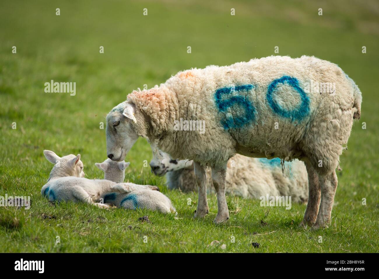 Numbers on the sheep hi-res stock photography and images - Alamy