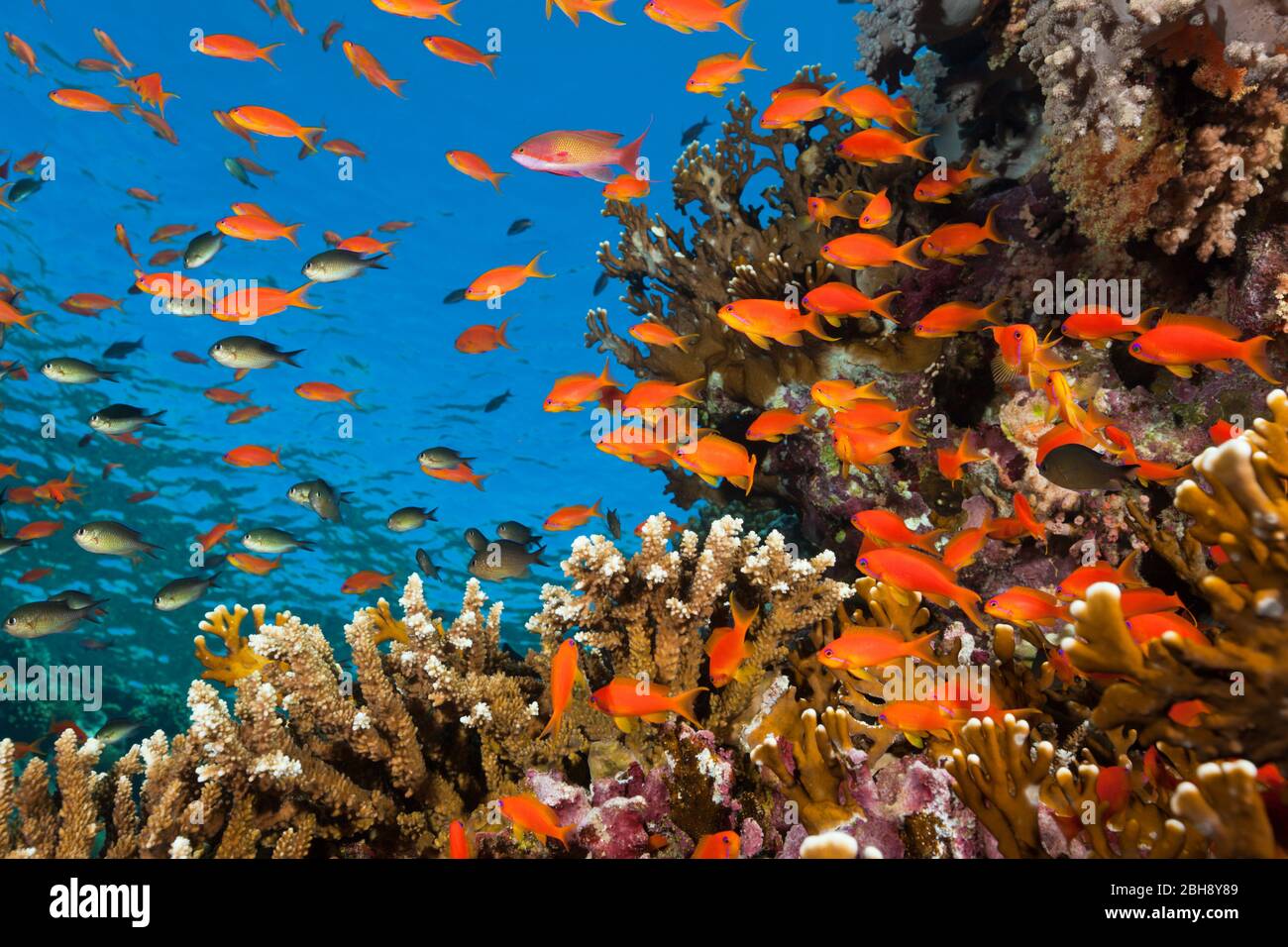 Over under water coral reef hi-res stock photography and images - Alamy