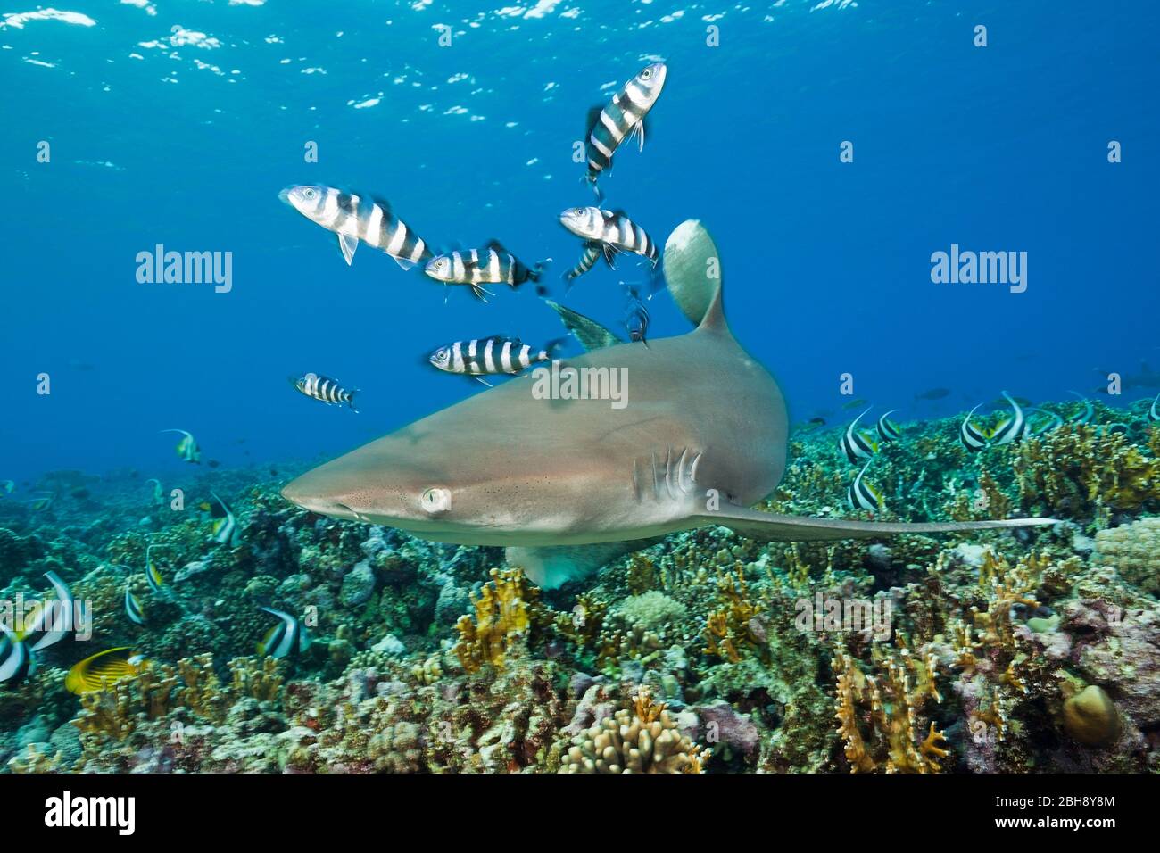 Oceanic Whitetip Shark, Carcharhinus longimanus, Brother Islands, Red ...