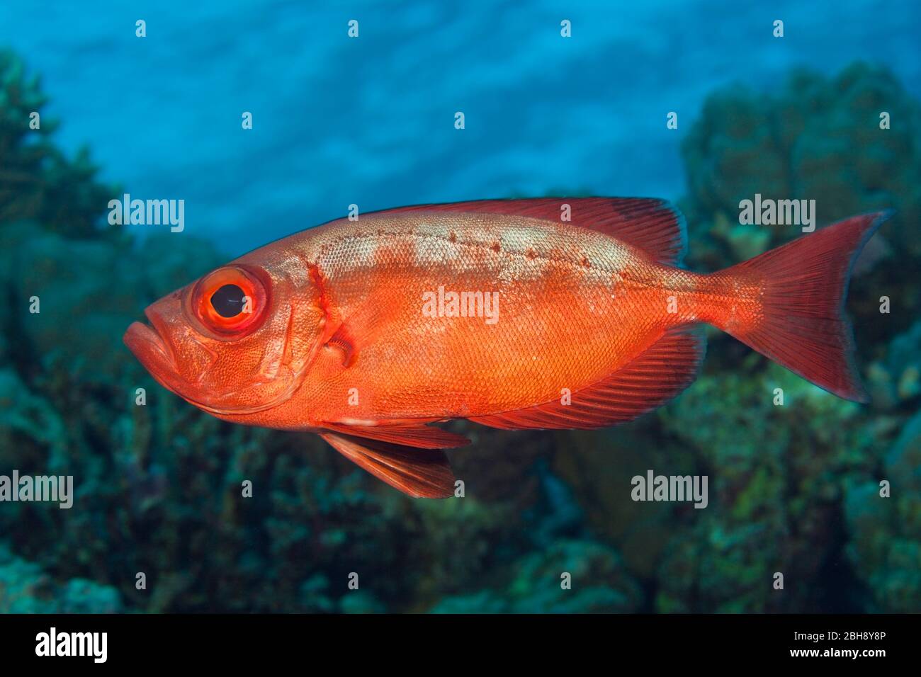 Common Bigeye, Priacanthus hamrur, Giftun Island, Red Sea, Egypt Stock ...