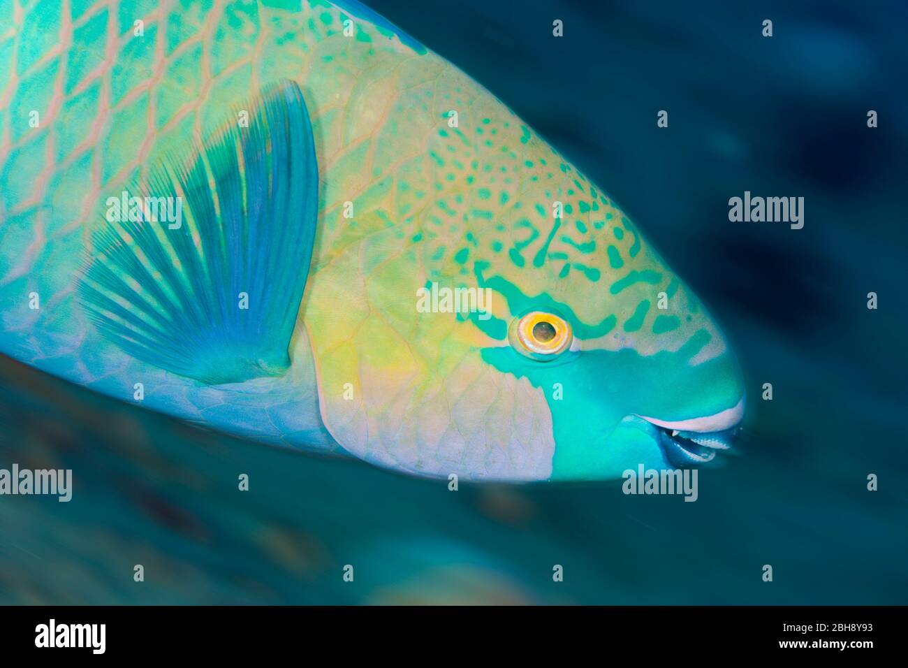 Rusty Parrotfish, Scarus ferrugineus, Giftun Island, Red Sea, Egypt ...