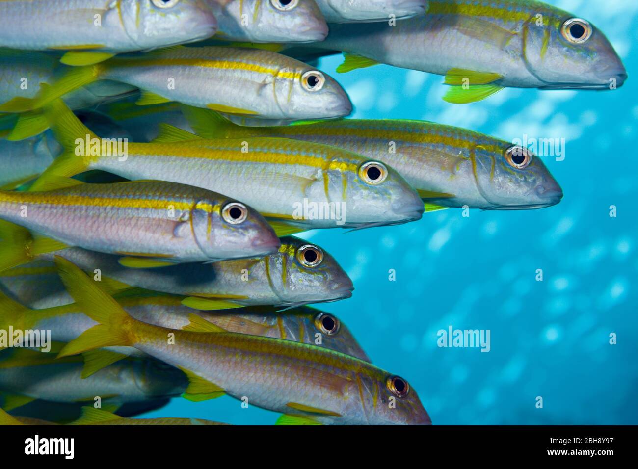 Shoal of Yellowfin Goatfish, Mulloidichthys vanicolensis, Brother ...