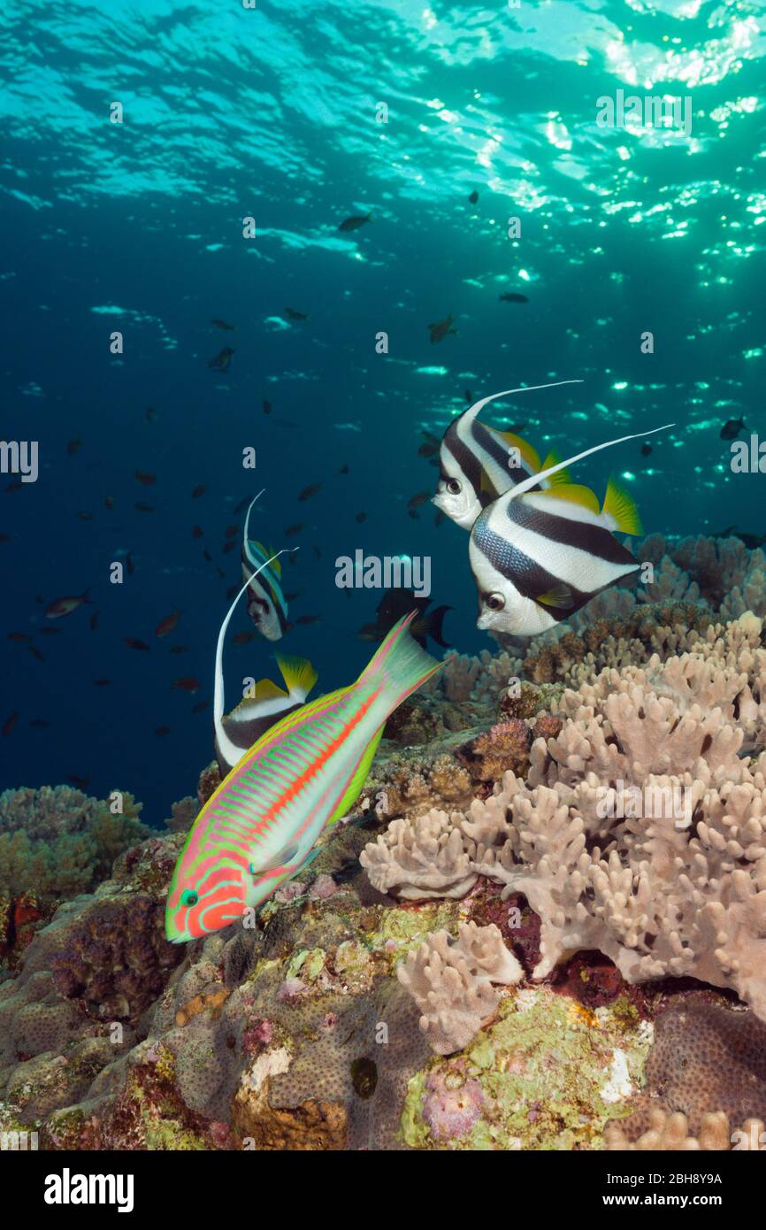 Pennant coral fish hi-res stock photography and images - Alamy