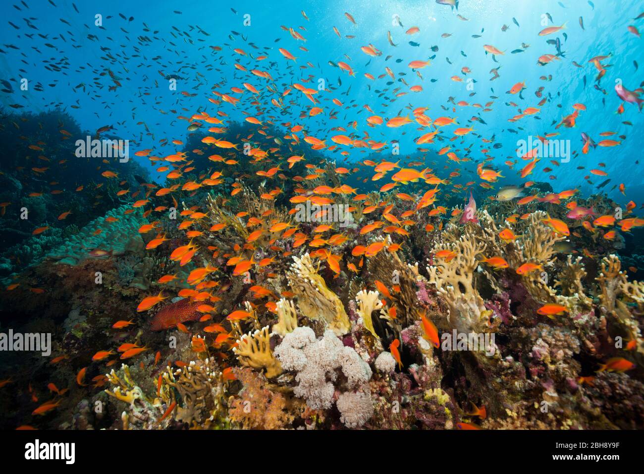 Over under water coral reef hi-res stock photography and images - Alamy