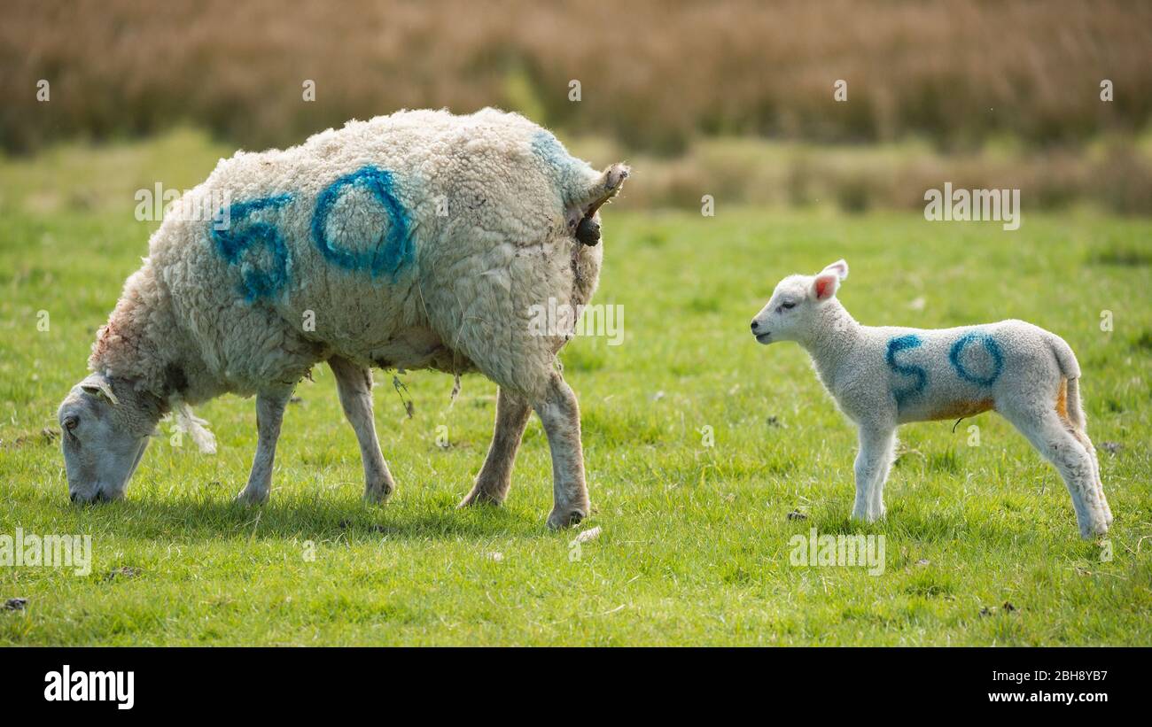 Numbers on the sheep hi-res stock photography and images - Alamy