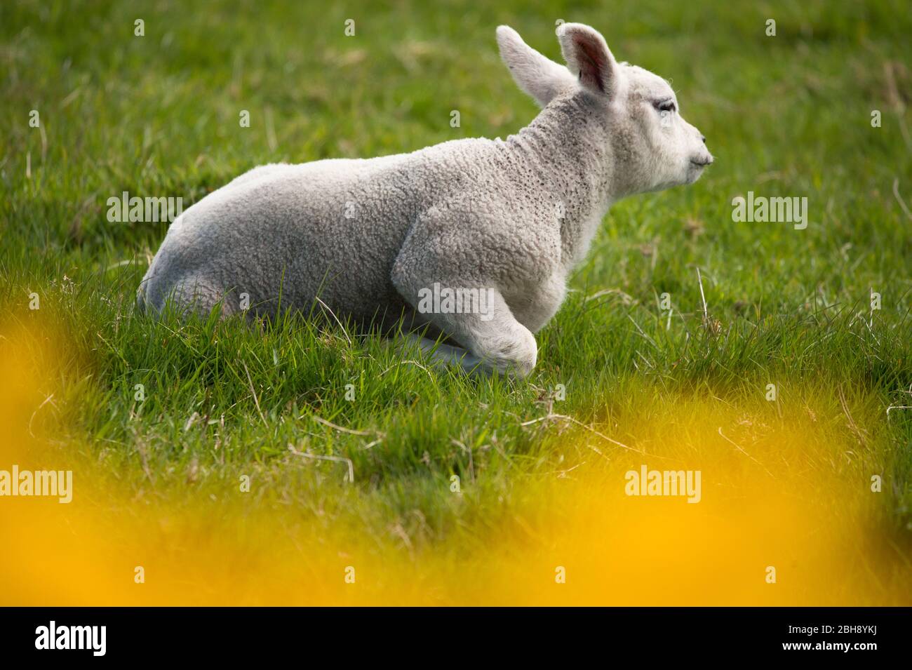 Farm animals in field hi-res stock photography and images - Alamy
