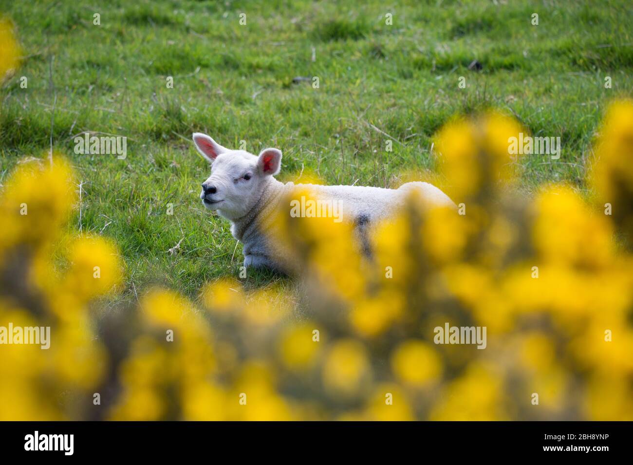 British farm animals hi-res stock photography and images - Alamy