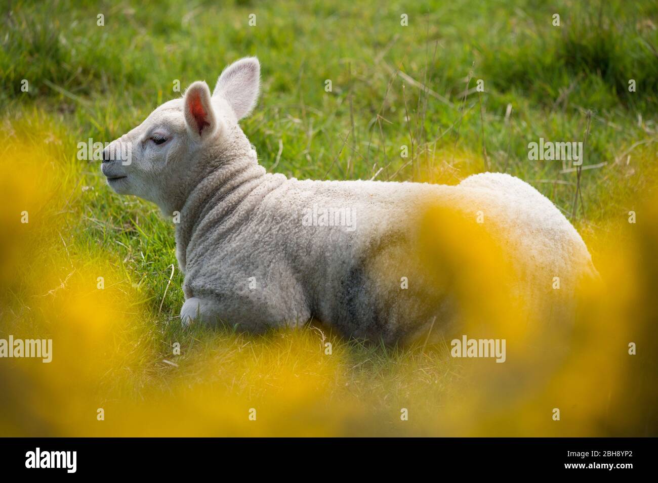 Farm animals in field hi-res stock photography and images - Alamy