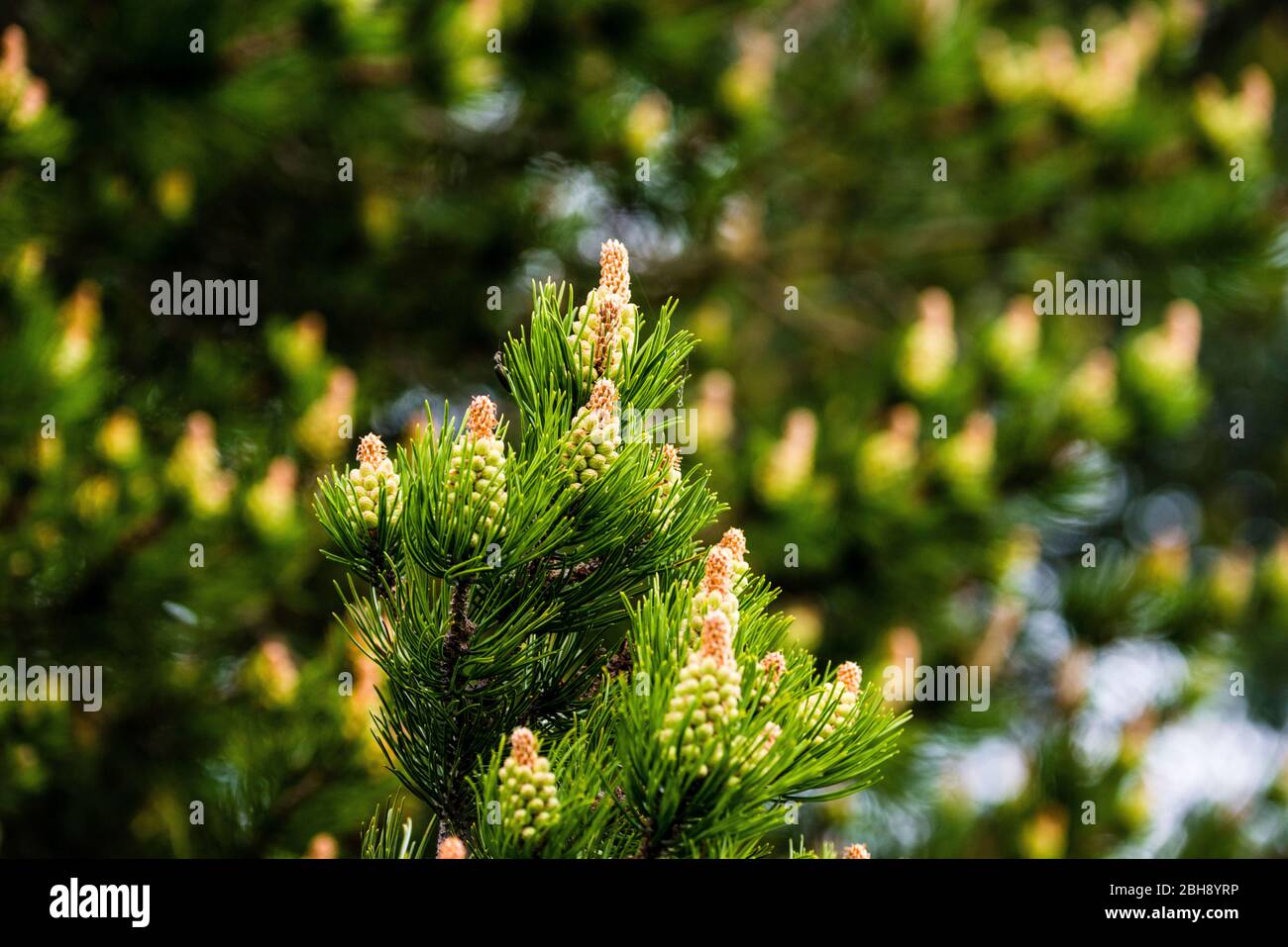 Conifer, branches, needles, mountain pine Stock Photo - Alamy