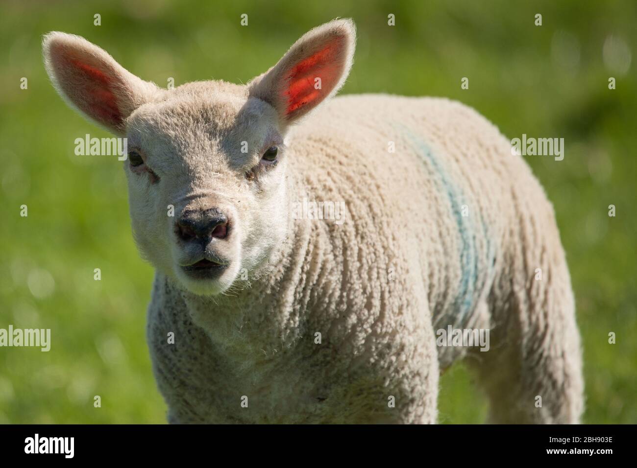 British farm animals hi-res stock photography and images - Alamy