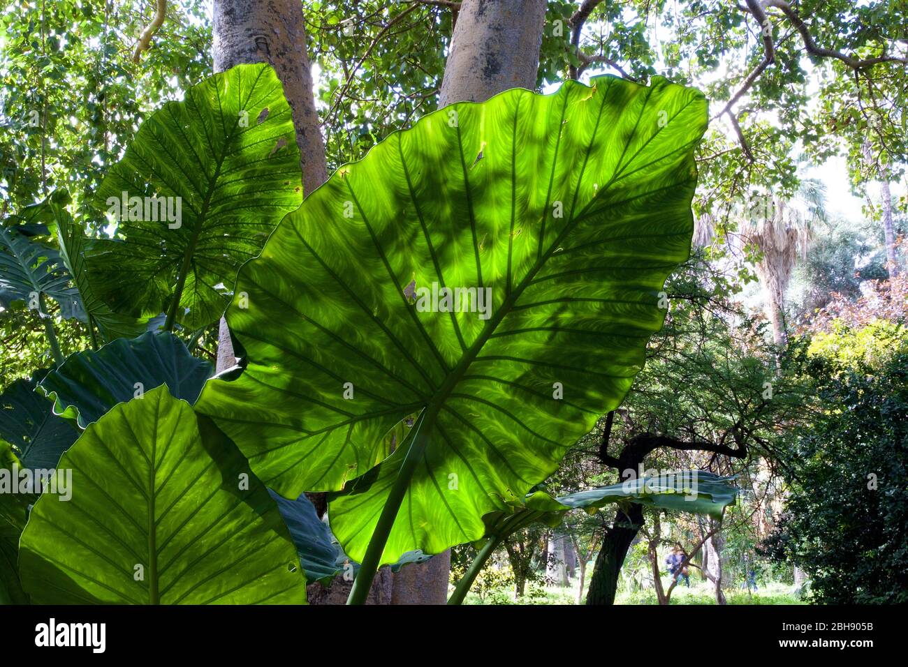Palermo, old town, botanical garden, large, green, translucent plant ...