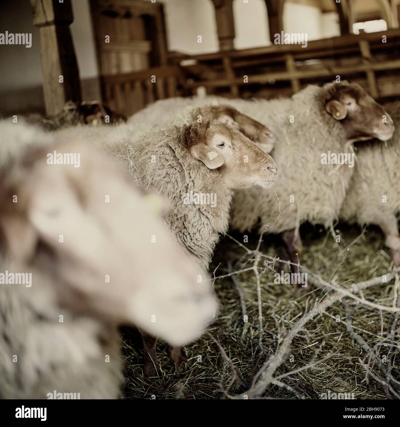 Sheepfold hi-res stock photography and images - Alamy