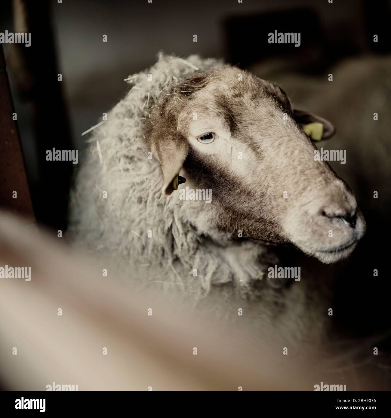 View into the sheepfold hi-res stock photography and images - Alamy