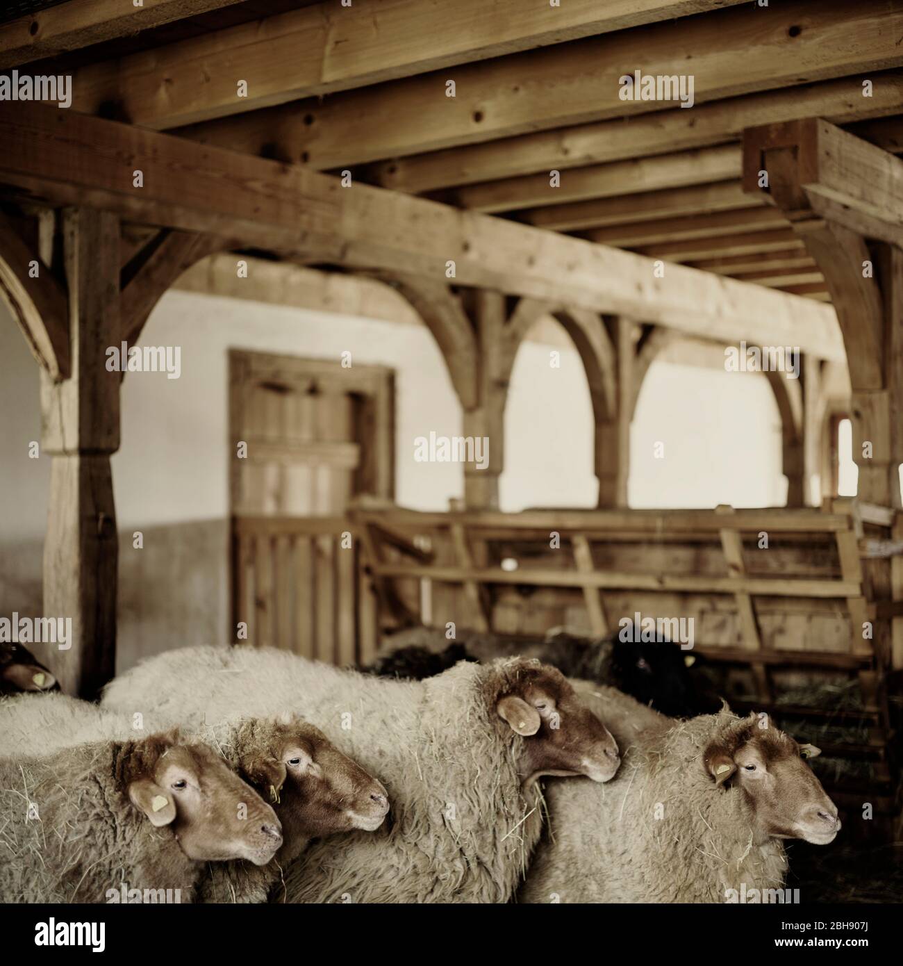 Sheepfold hi-res stock photography and images - Alamy