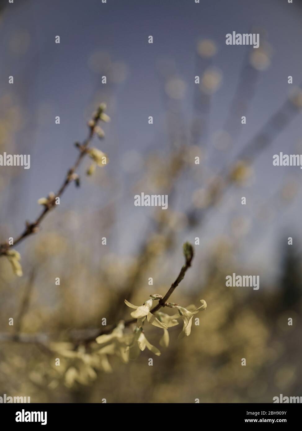 Spring awakening hi-res stock photography and images - Alamy