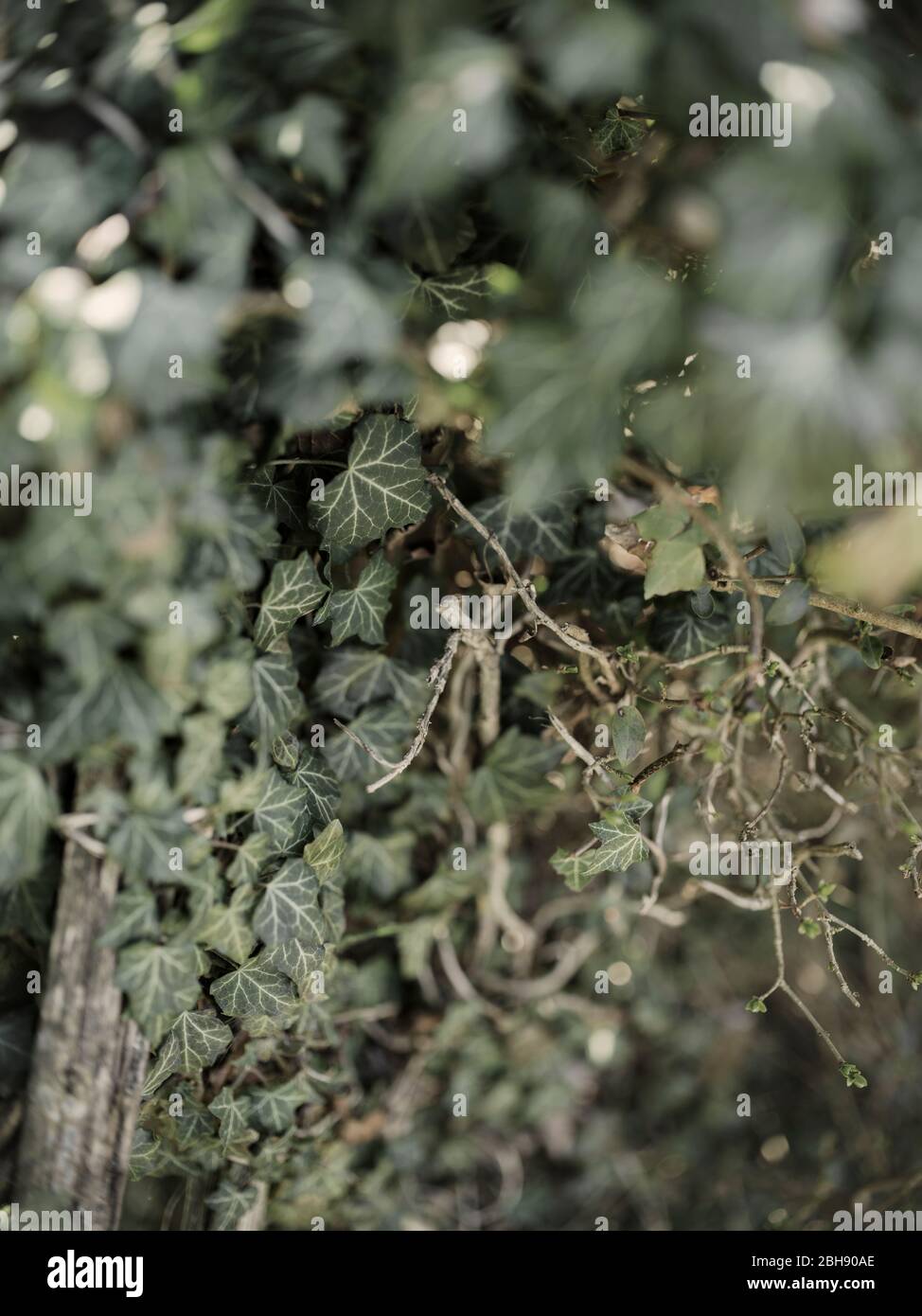 Spring awakening hi-res stock photography and images - Alamy