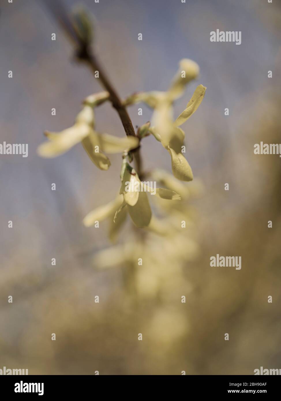 Spring awakening hi-res stock photography and images - Alamy