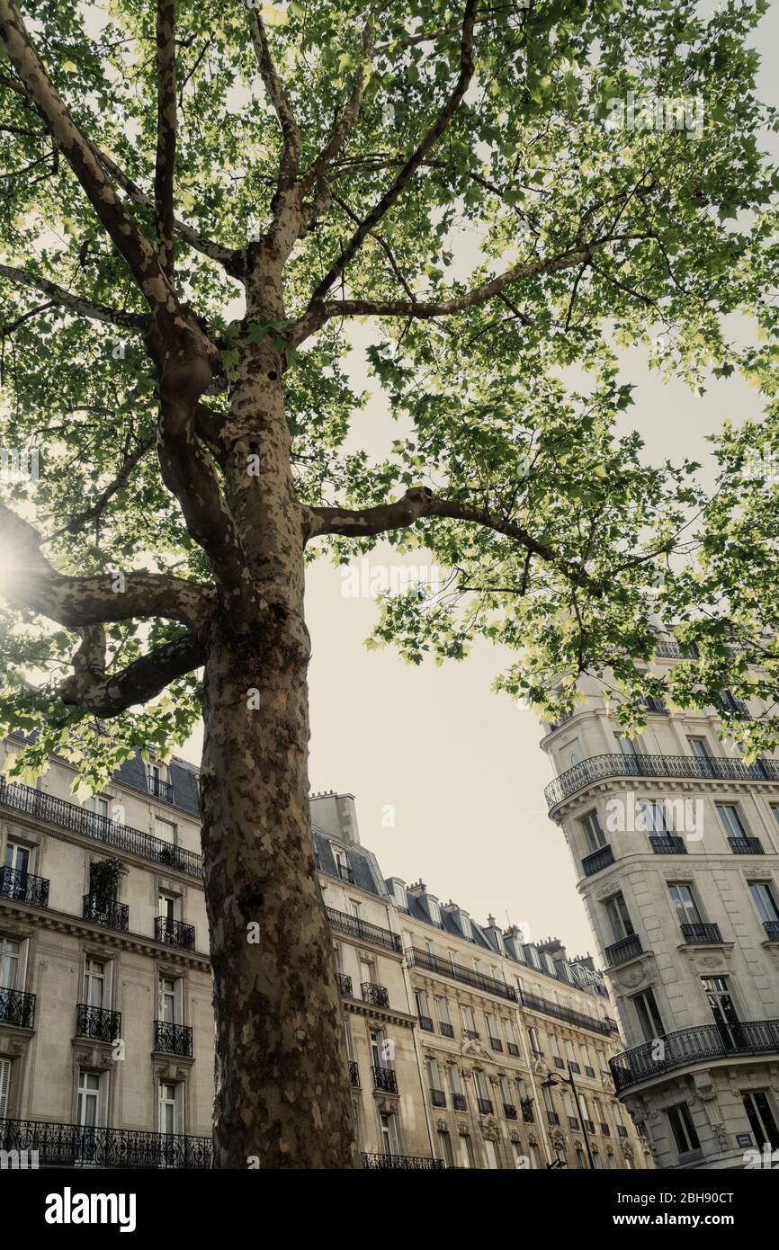 Rue Lauriston with buildings and tree in the back light Stock Photo - Alamy