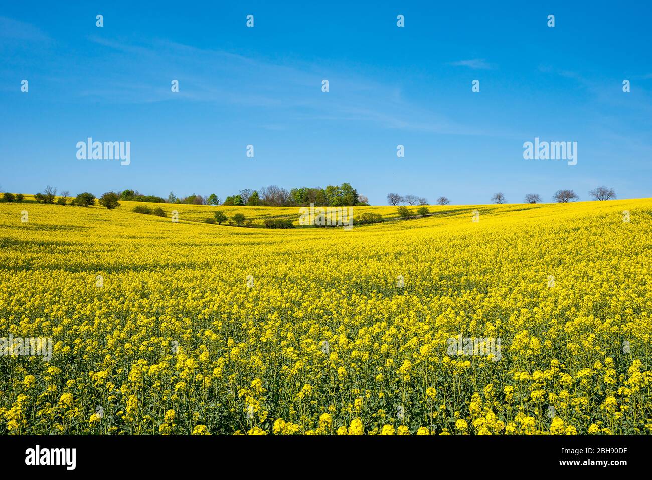 Yellow rapeseed field with deep blue sky Stock Photo - Alamy