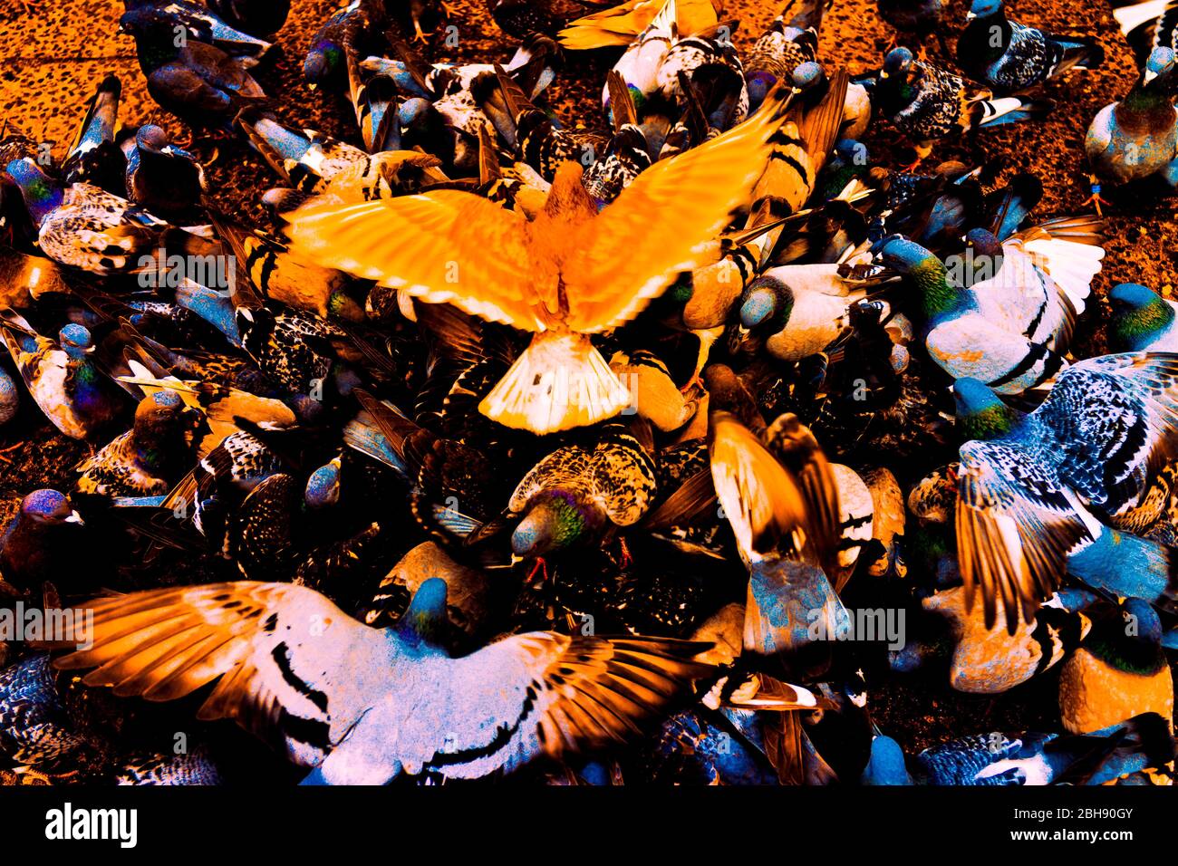 Pigeon collection, pigeons Stock Photo - Alamy