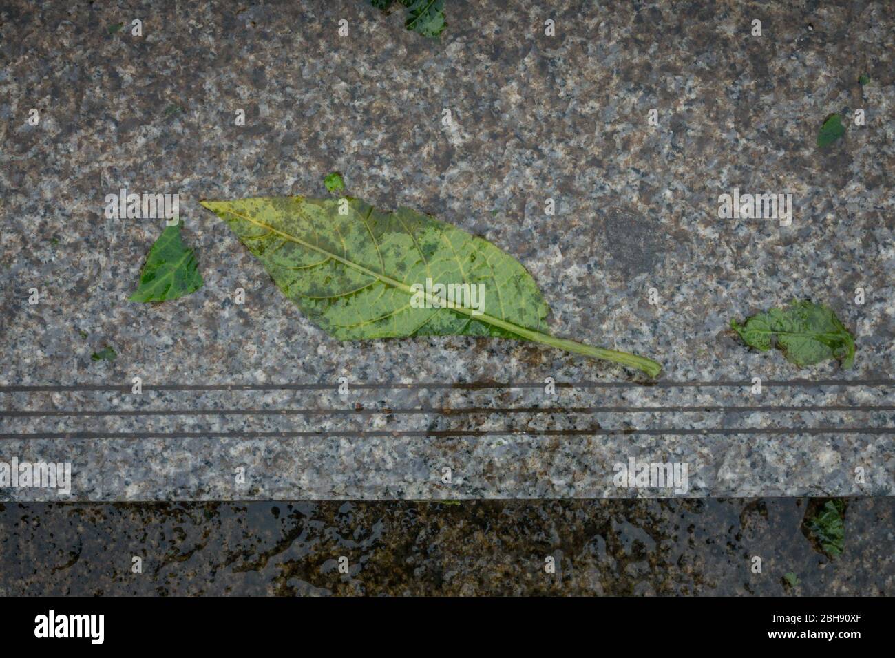 Marble leaf hi-res stock photography and images - Alamy