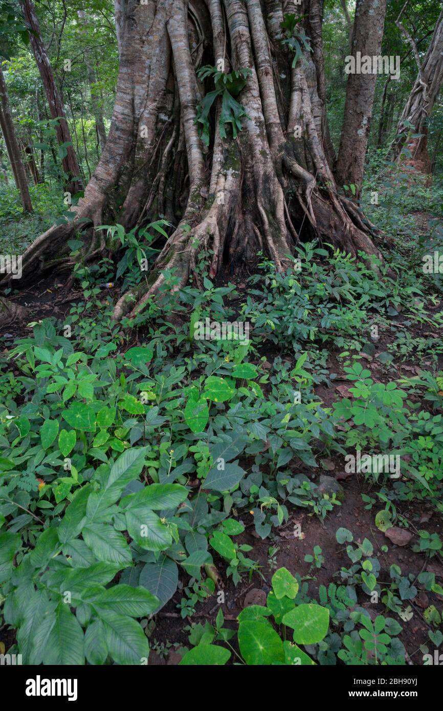 Tree with aerial roots in the jungle Stock Photo - Alamy