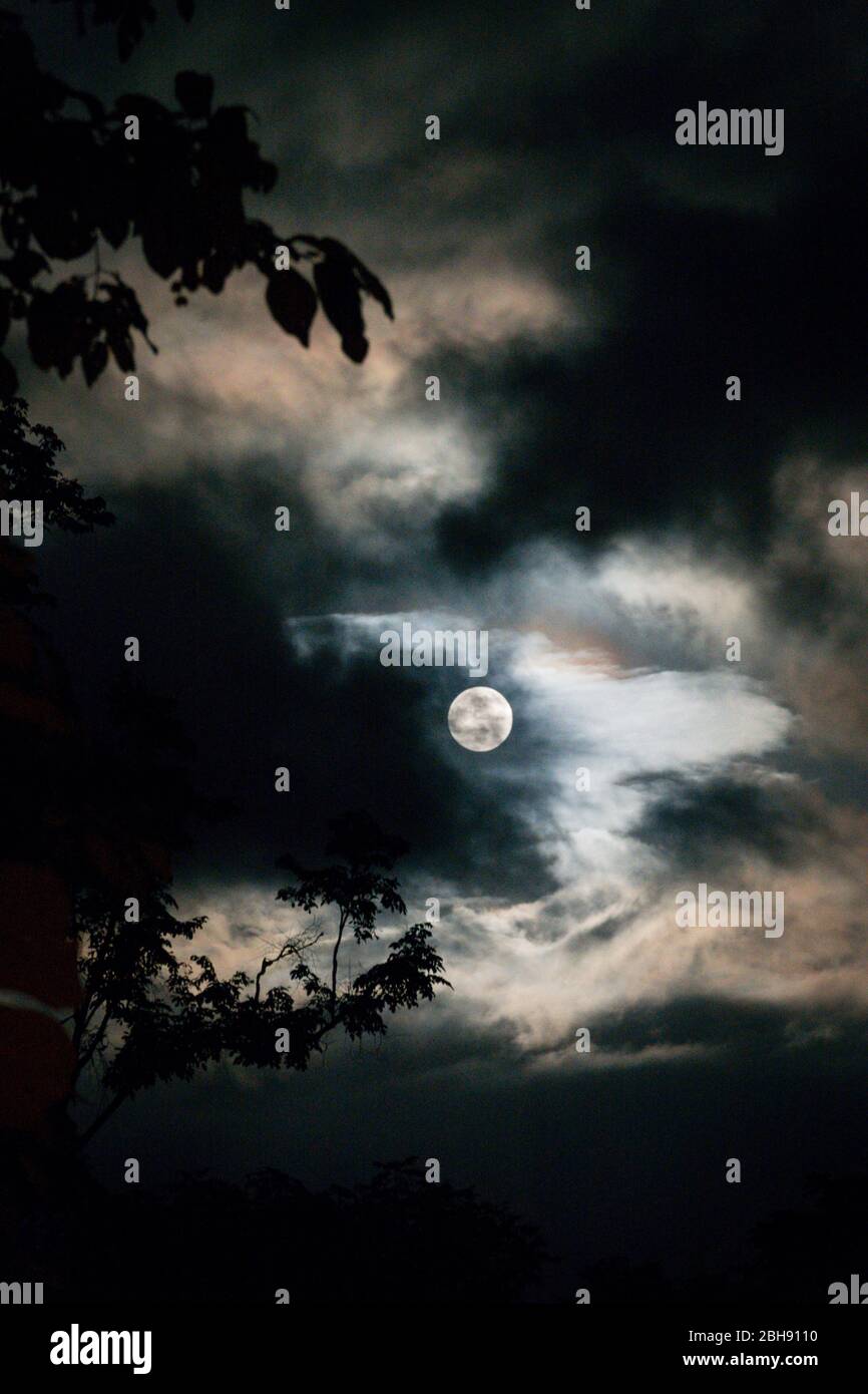 Jungle by moonlight Stock Photo - Alamy