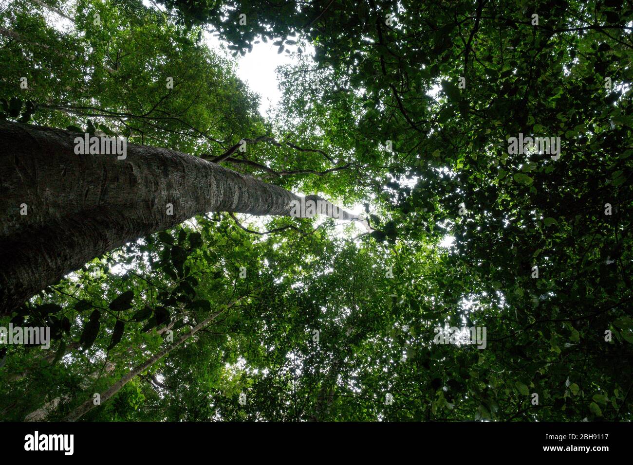 Rainforest tall tree hi-res stock photography and images - Alamy