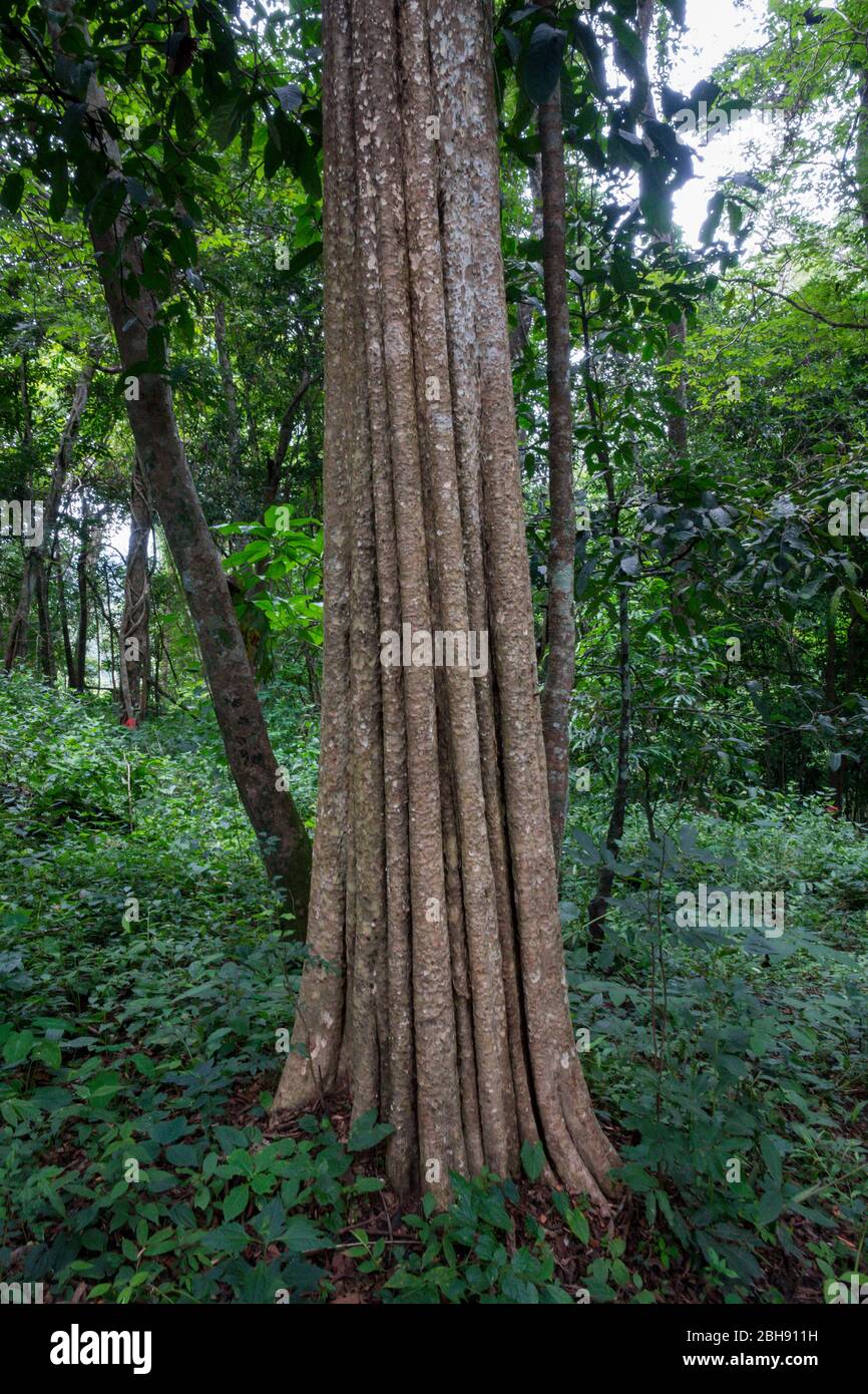 striking tree in the jungle Stock Photo - Alamy
