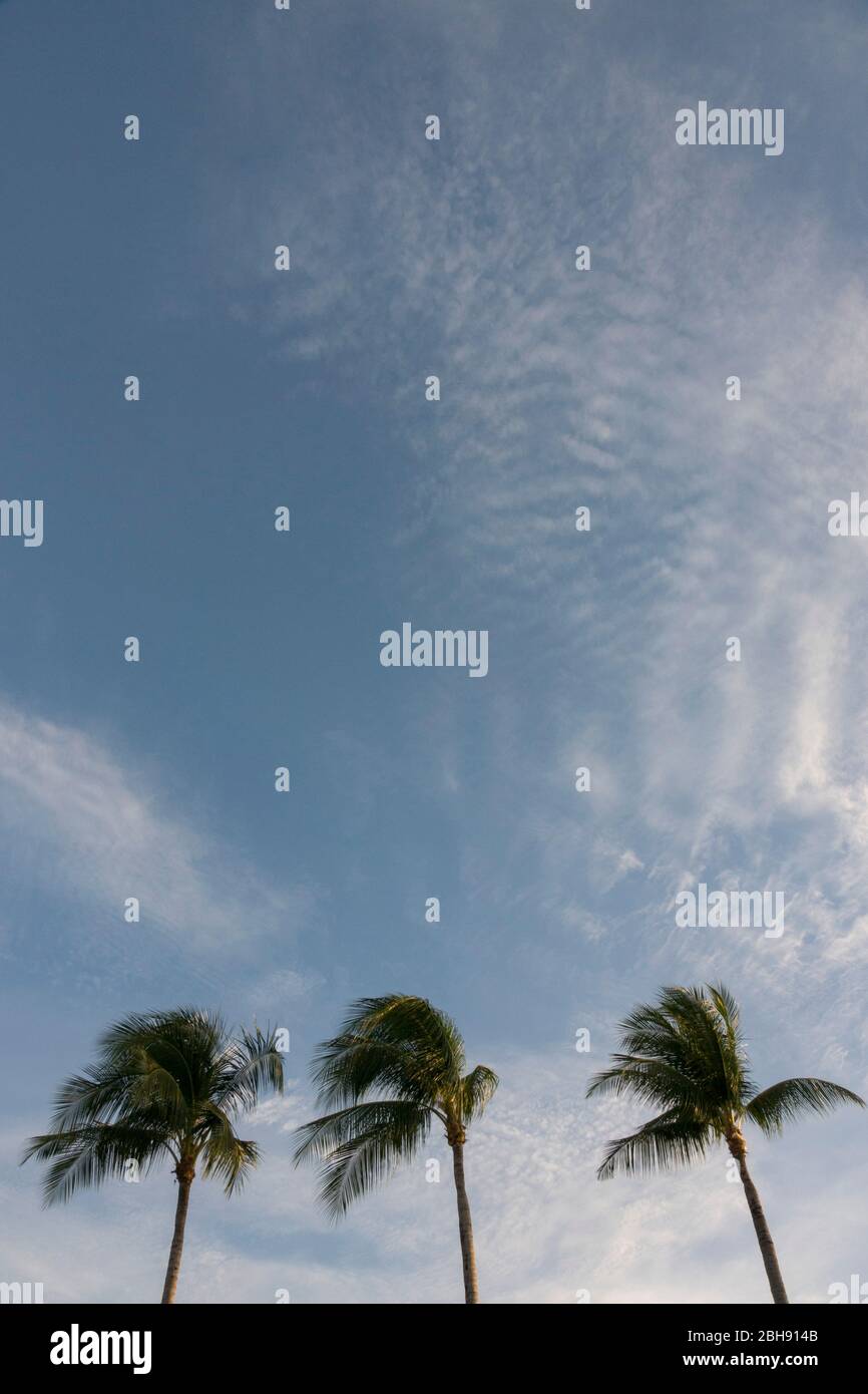 Three palm trees hi-res stock photography and images - Alamy