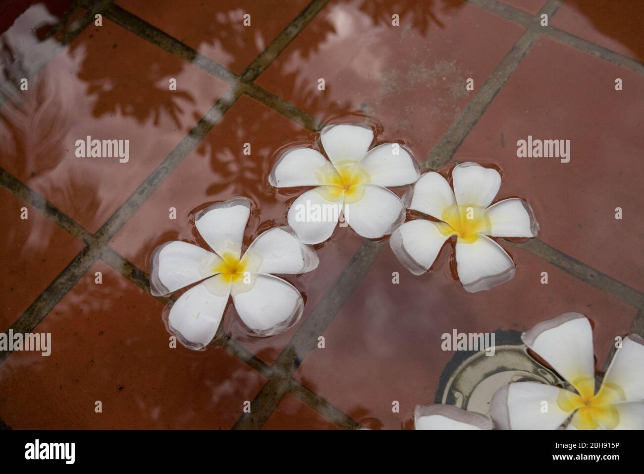 Water jasmine hi-res stock photography and images - Alamy
