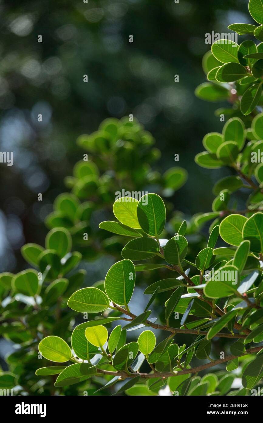 Full green hi-res stock photography and images - Alamy