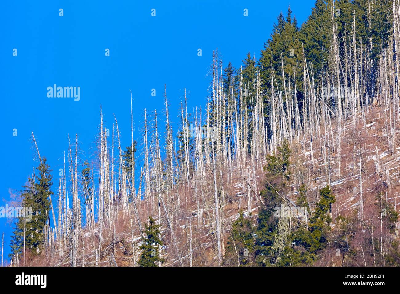Here spruce wood infested by bark beetles hi-res stock photography and ...