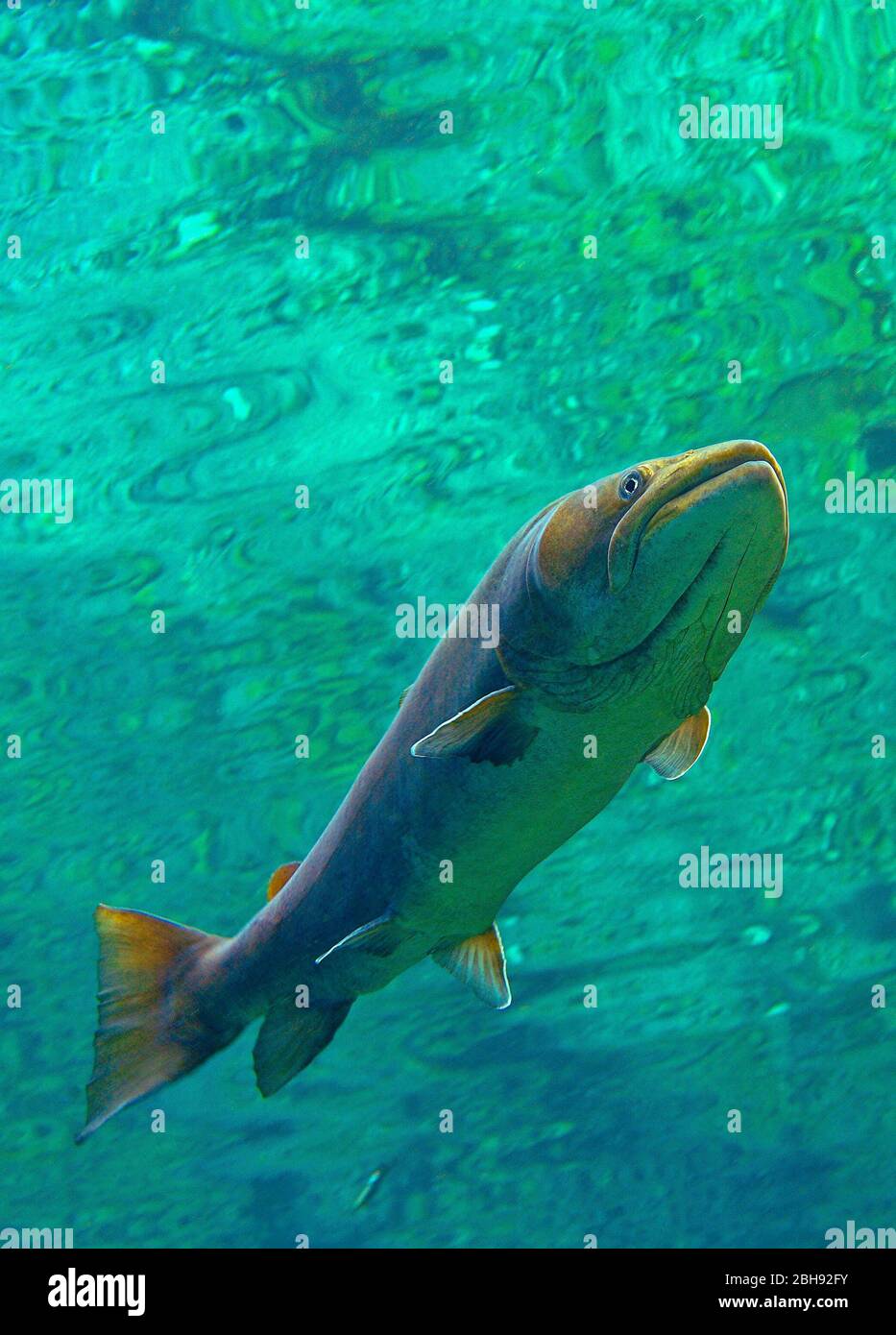 Huchen, Hucho hucho, under water Stock Photo - Alamy