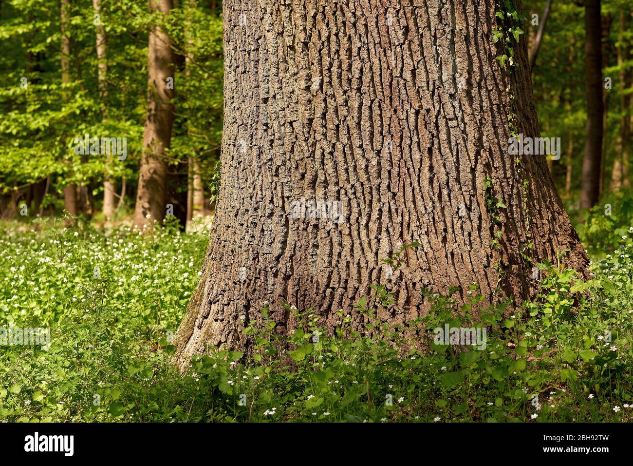 Beautiful big oak tree in spring Stock Photo - Alamy