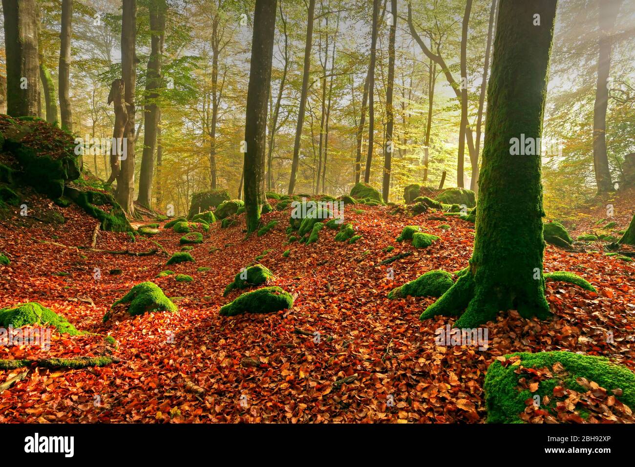 Forest in the Devil's Gorge near Ernzen, Ferschweiler Plateau, Southern ...
