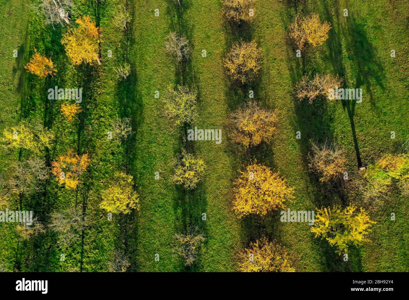 Fruit tree plantation hi-res stock photography and images - Alamy