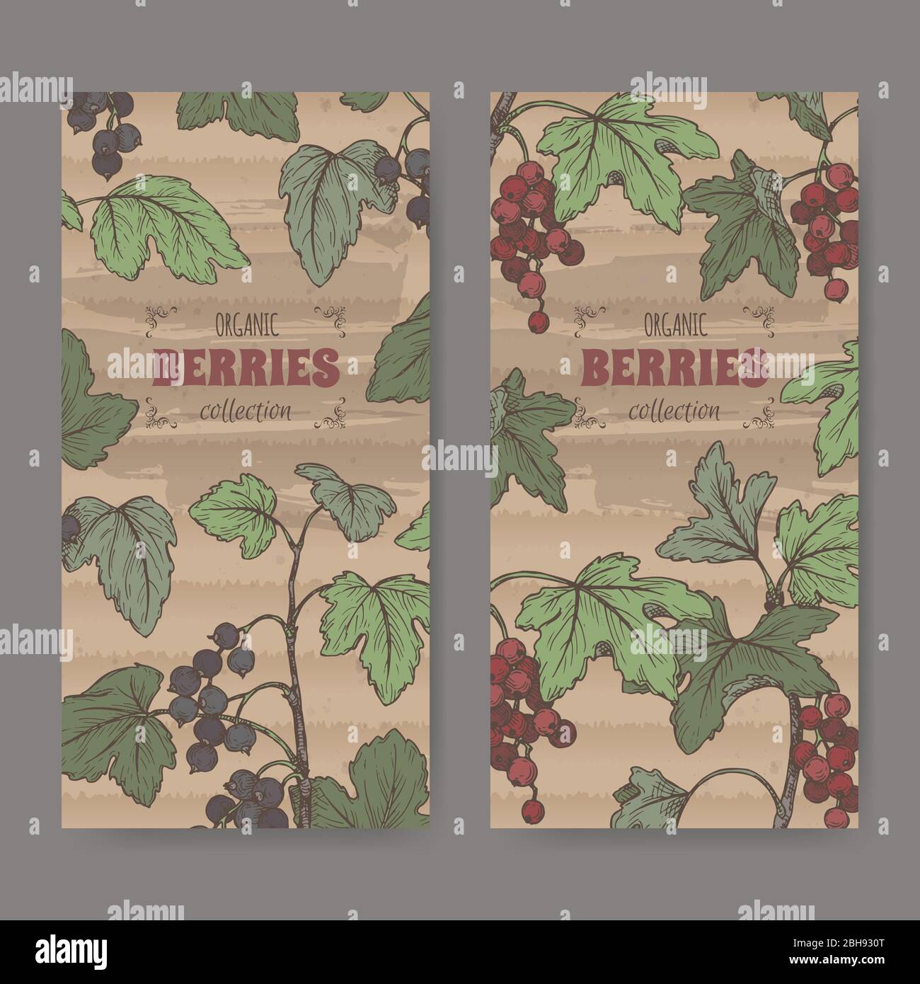 Set of two color labels with Black currant aka Ribes nigrum and Red ...