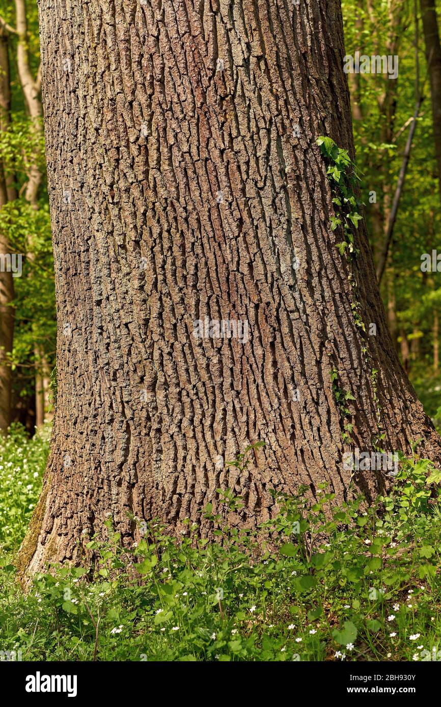 Beautiful big oak tree in spring Stock Photo - Alamy
