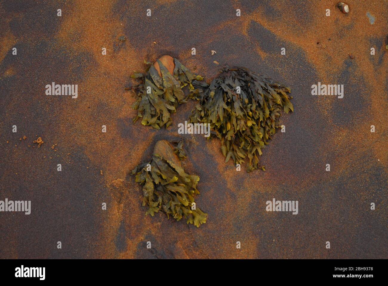 green seaweed on red sand Stock Photo - Alamy